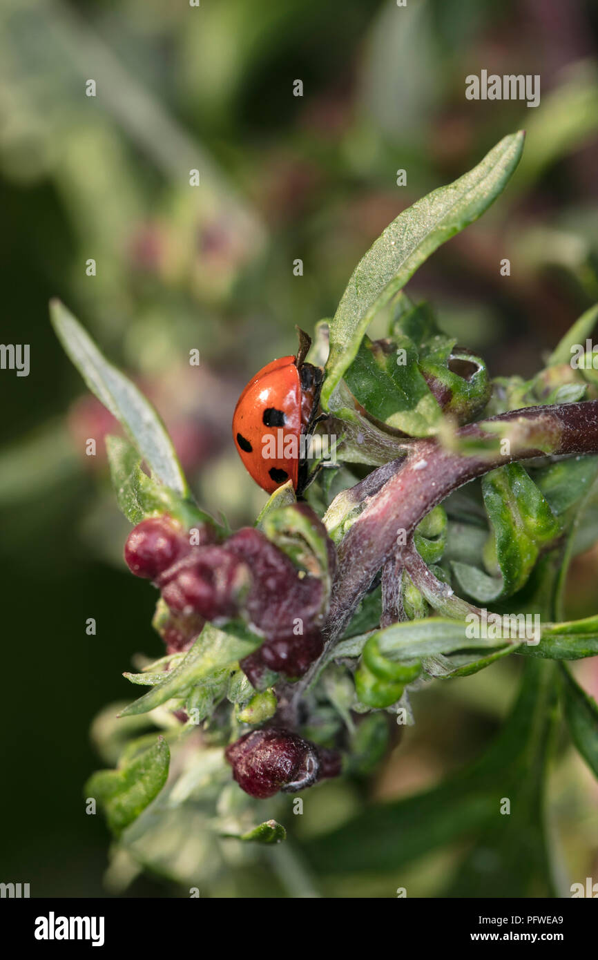 Beautiful red ladybug with black dots on the bush Stock Photo - Alamy
