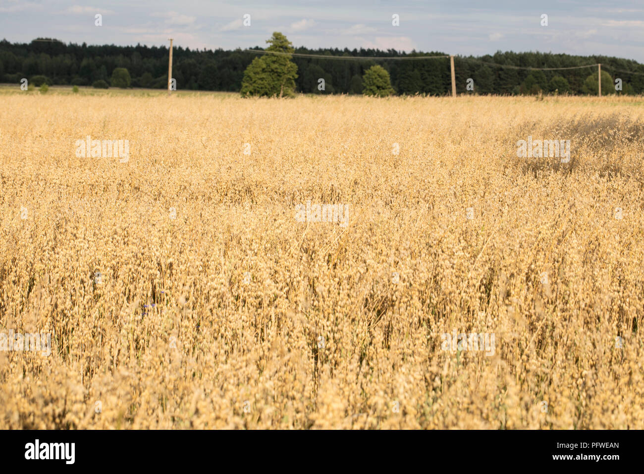 field full of good wheat Stock Photo - Alamy