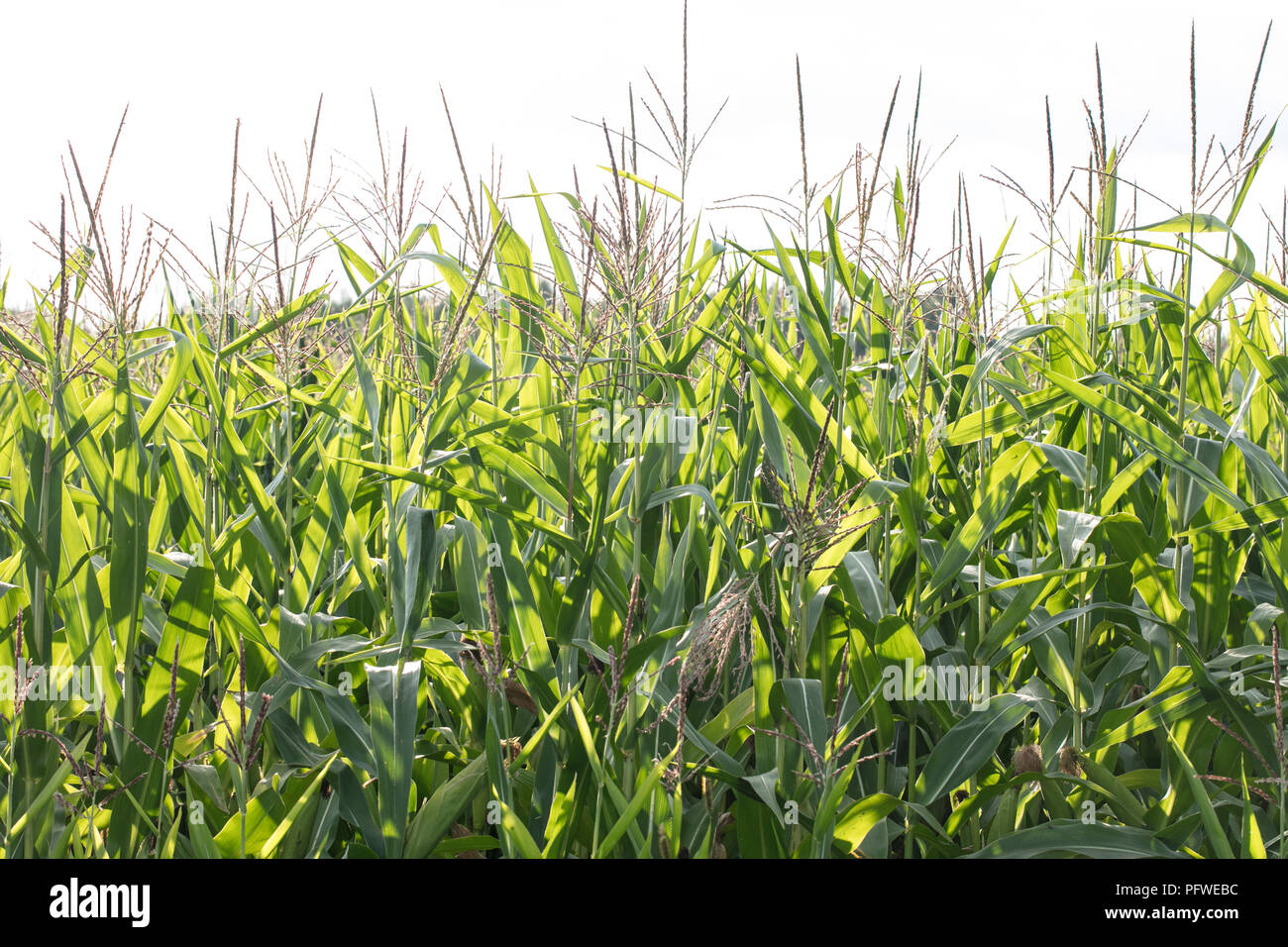 BIO corn grows in the field Stock Photo - Alamy