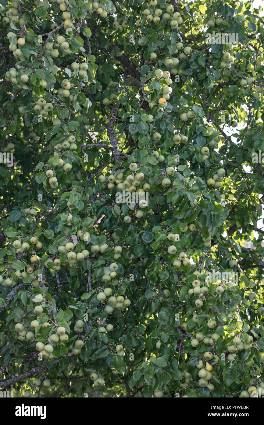 big pear tree with a lot of fruits Stock Photo - Alamy