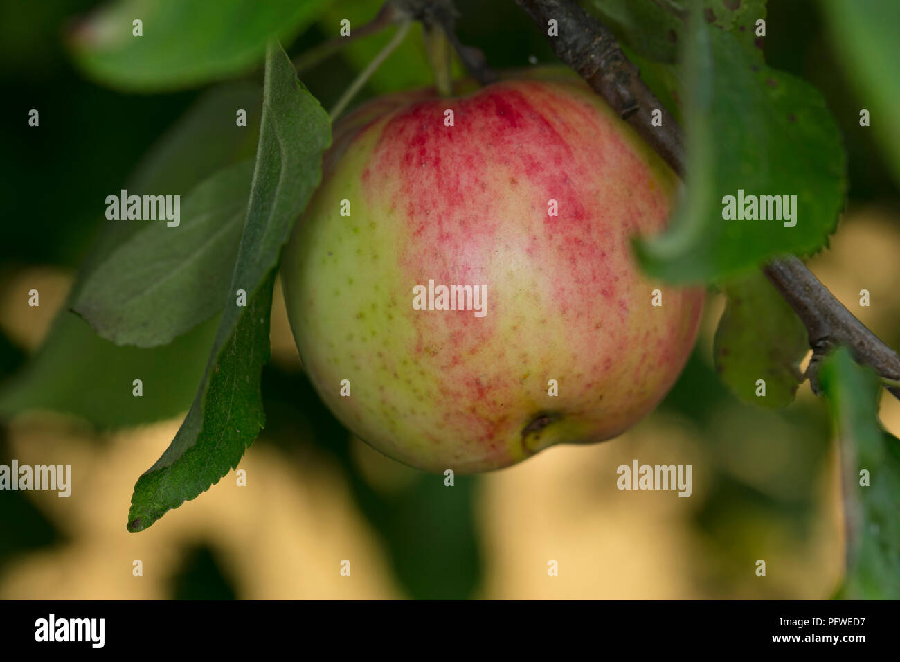 small immature green-red apple Stock Photo - Alamy