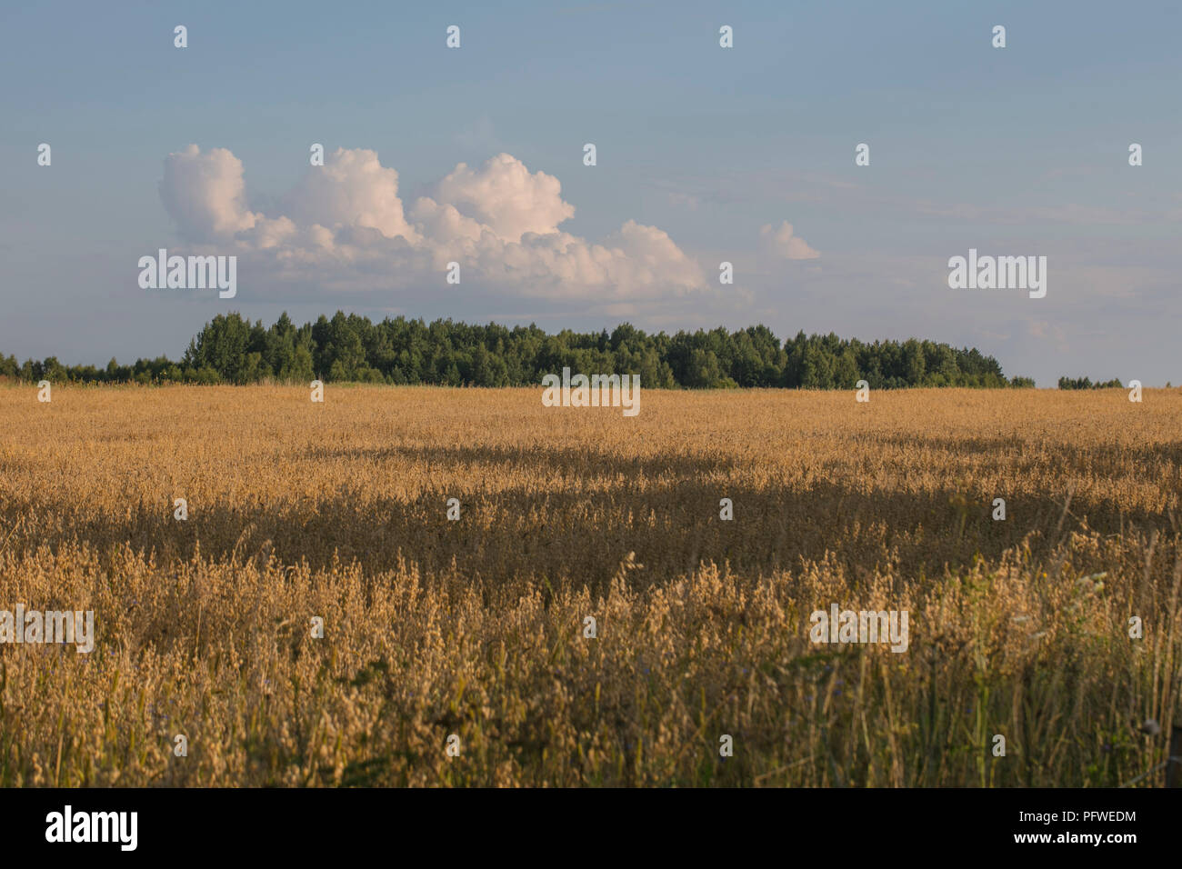field planted with rye Stock Photo - Alamy
