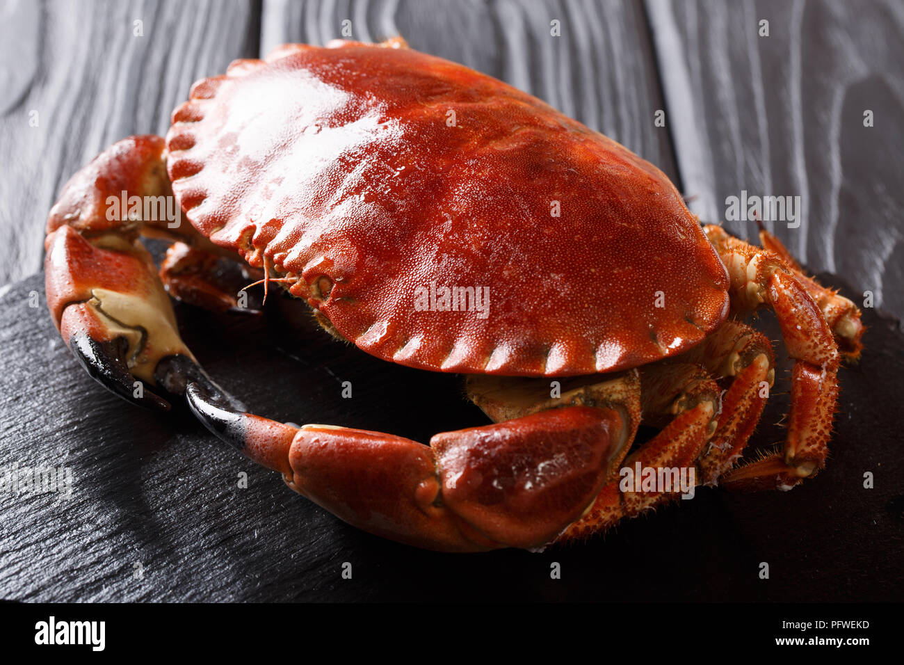 beautiful cooked brown edible crab close-up on a black background ...