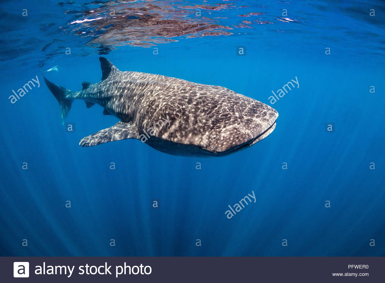 Whale Shark Rhincodon Typus High Resolution Stock Photography and ...