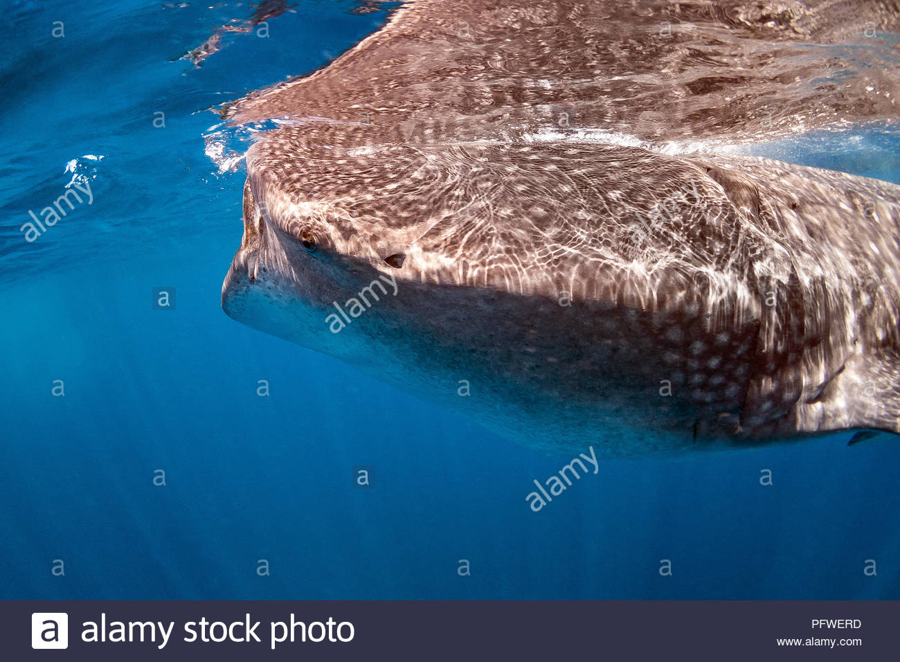 Whale Shark Rhincodon Typus High Resolution Stock Photography and ...