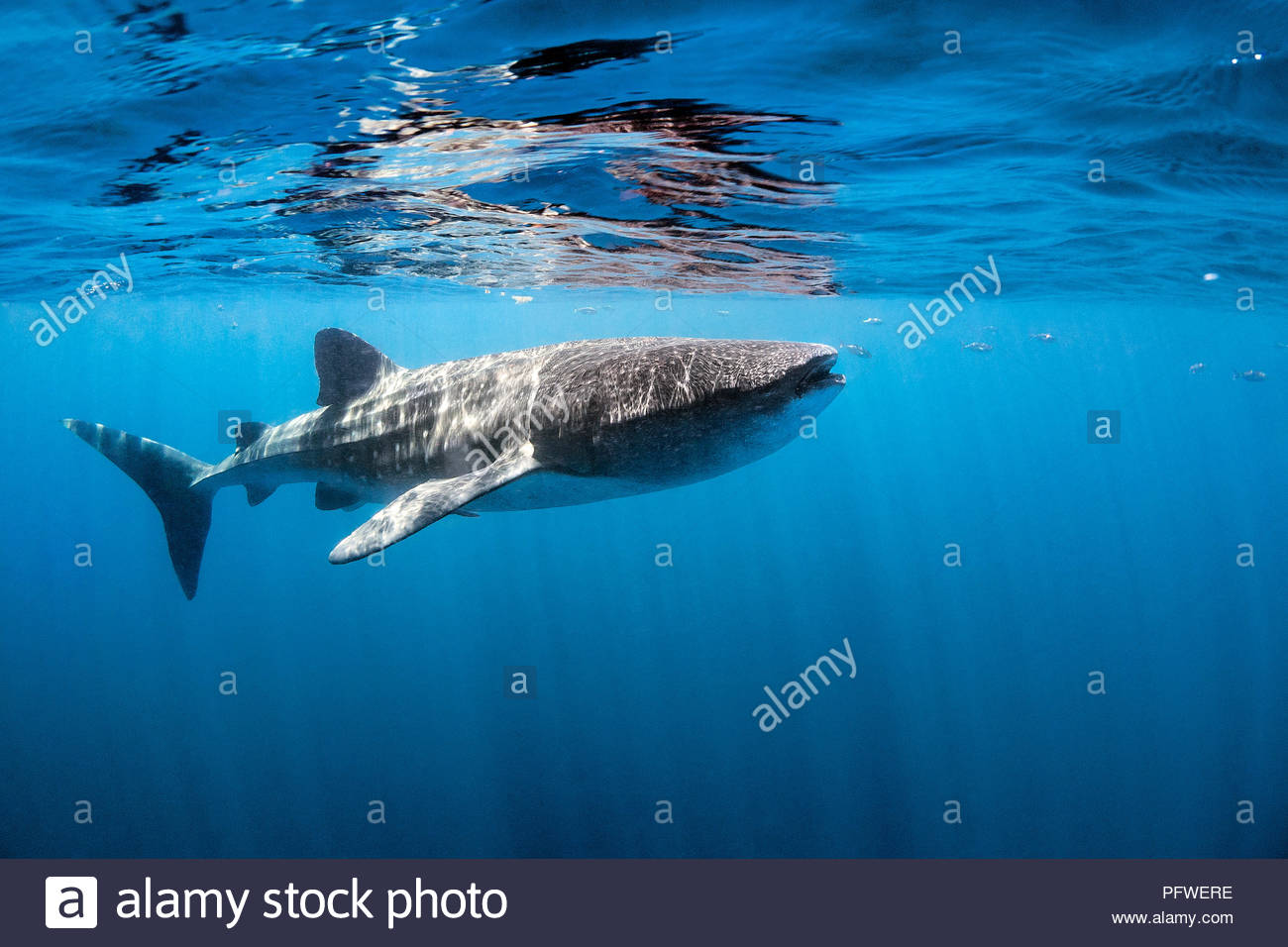 Whale Shark Rhincodon Typus High Resolution Stock Photography and ...