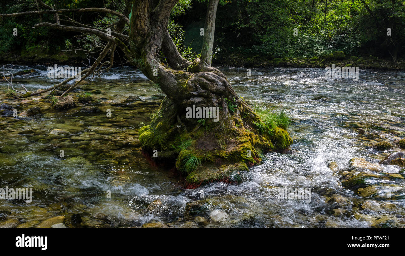 Tree standing in the river Stock Photo - Alamy