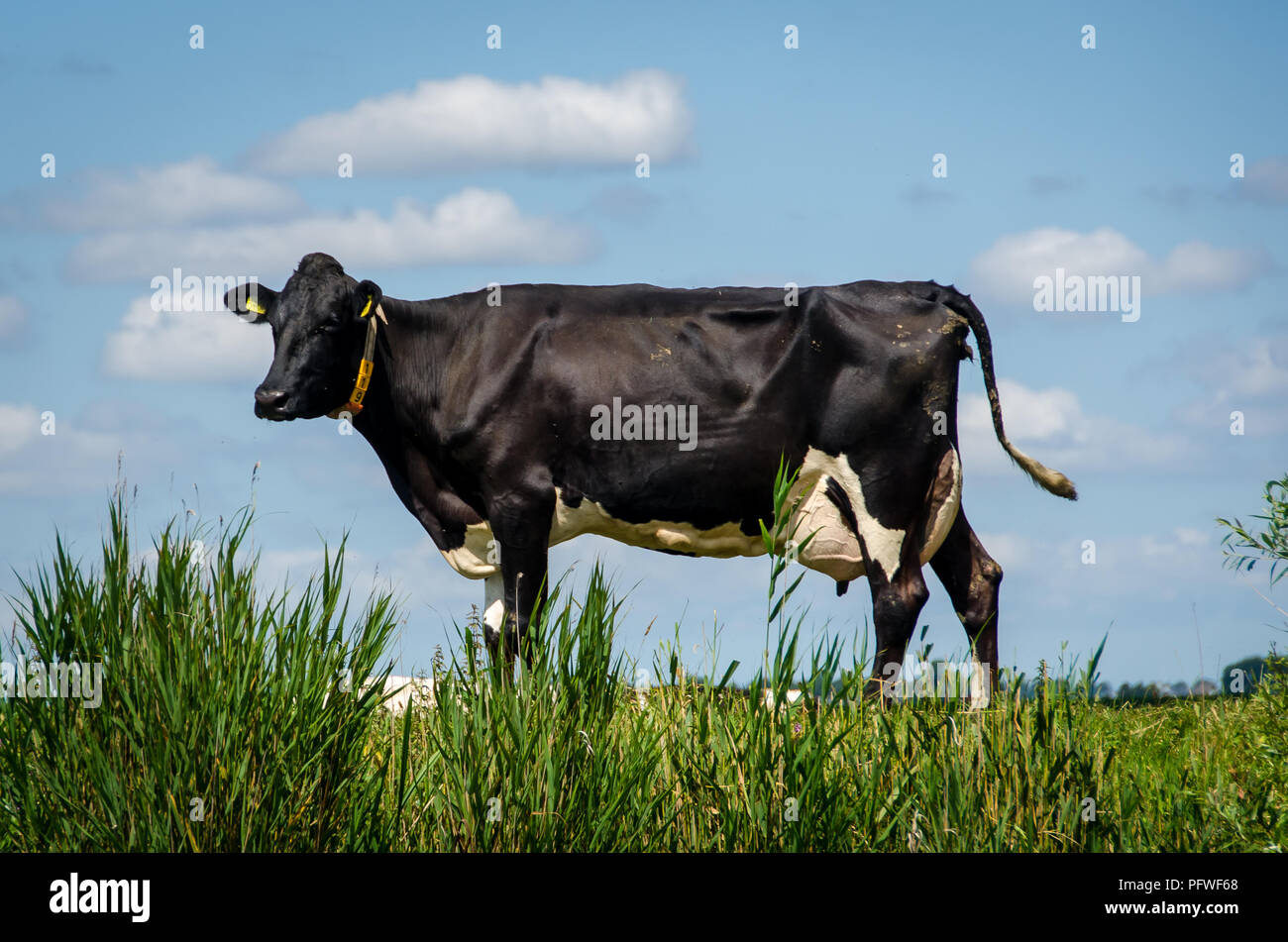 Dutch cow on the farmlands Stock Photo - Alamy