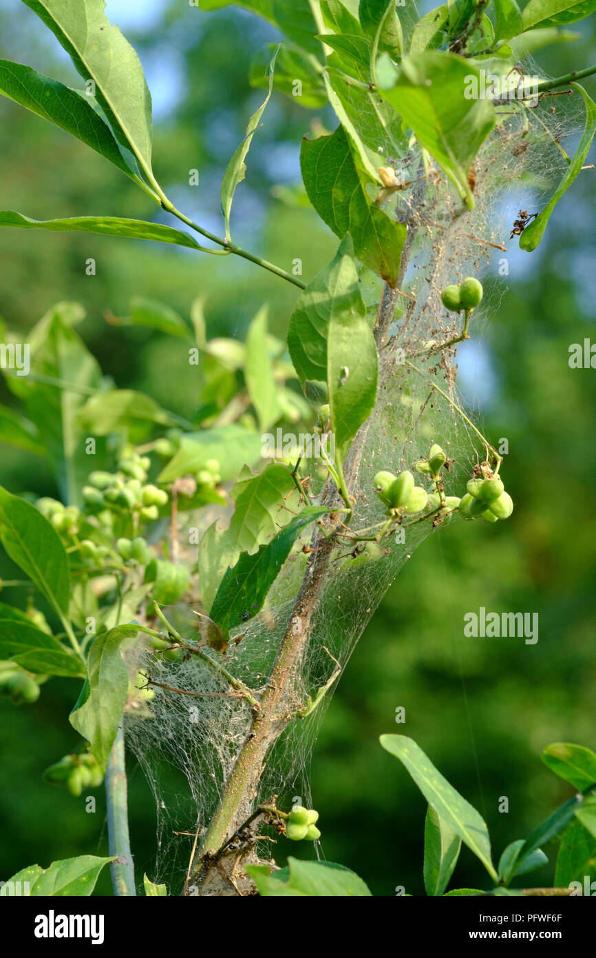 Wrapped Around Branch High Resolution Stock Photography and Images - Alamy