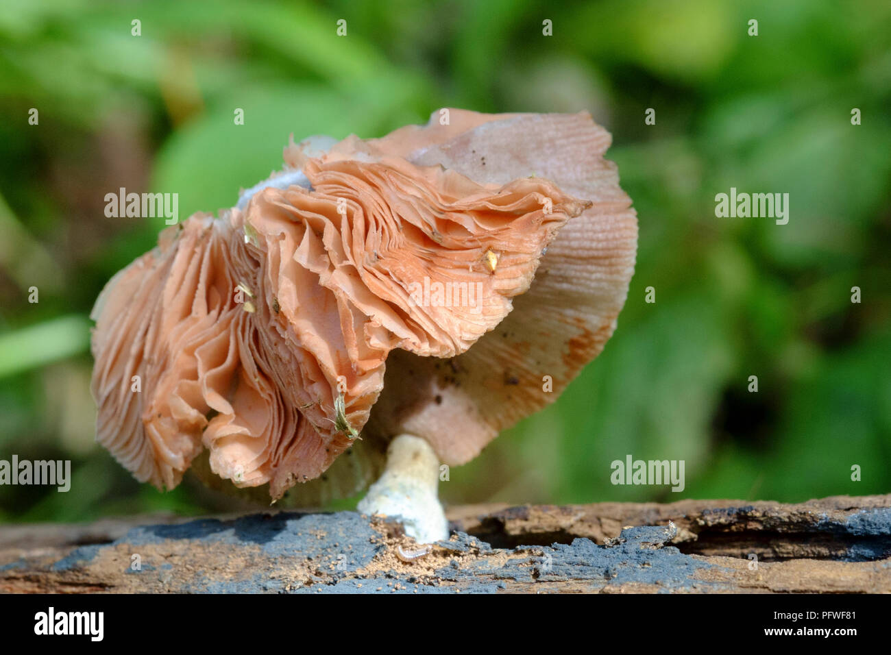 Wood rotting fungus grows hi-res stock photography and images - Alamy