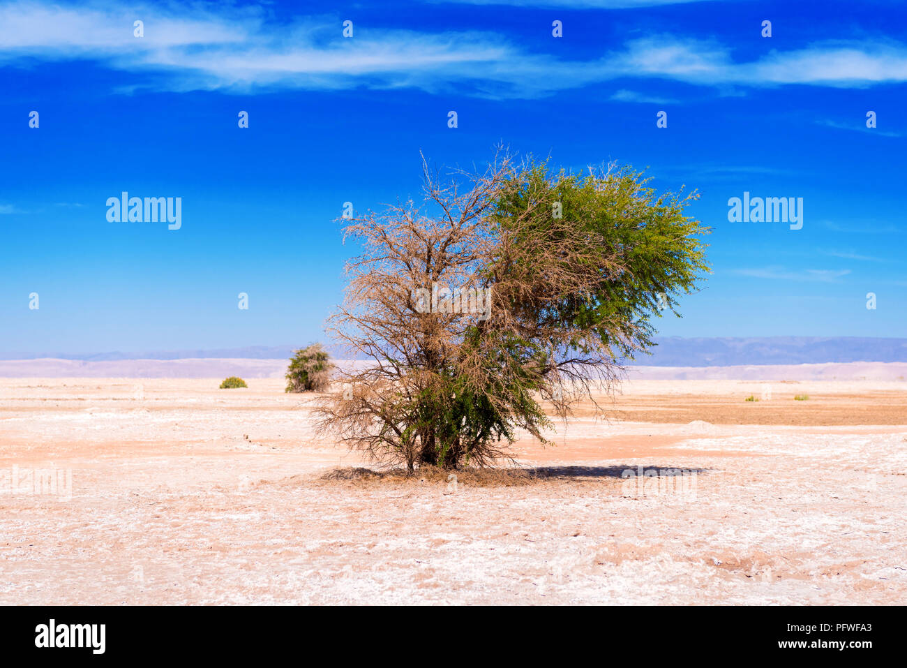 Landscape in Atacama desert, Chile. Copy space for text Stock Photo - Alamy