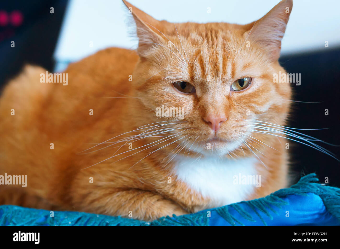 Fat ginger cat hi-res stock photography and images - Alamy