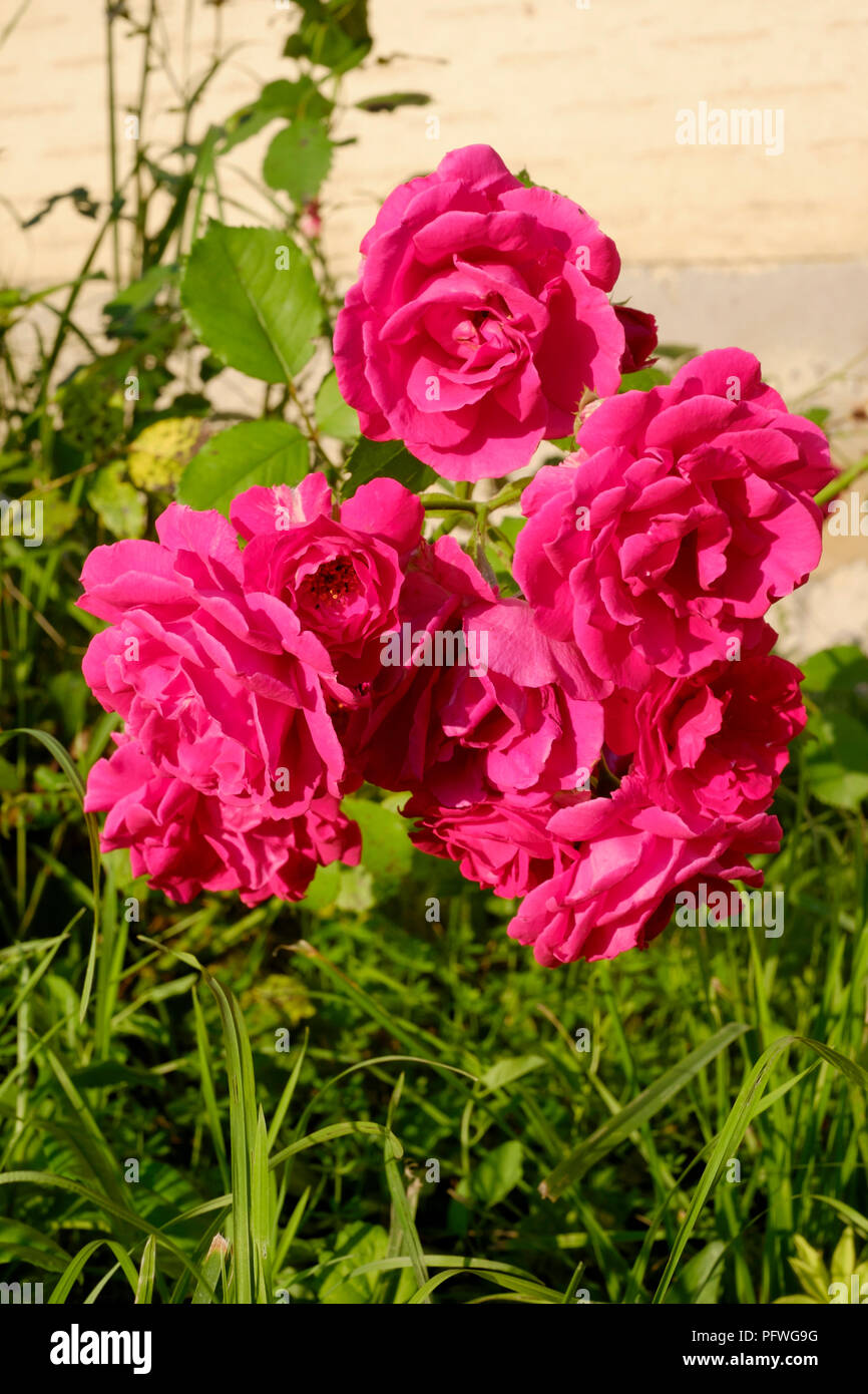 pink roses growing in a garden in a rural village zala county hungary ...