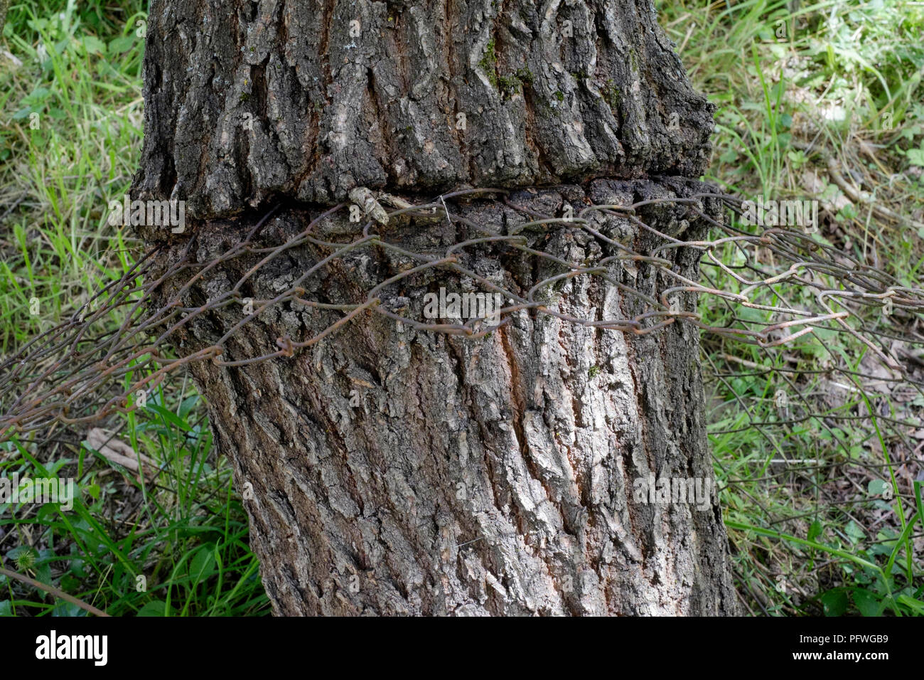 trunk of a tree that has grown around a wire fence embedding it inside ...