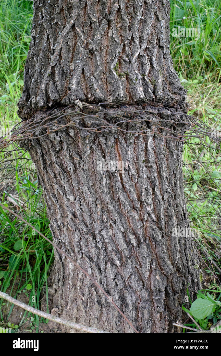 trunk of a tree that has grown around a wire fence embedding it inside ...