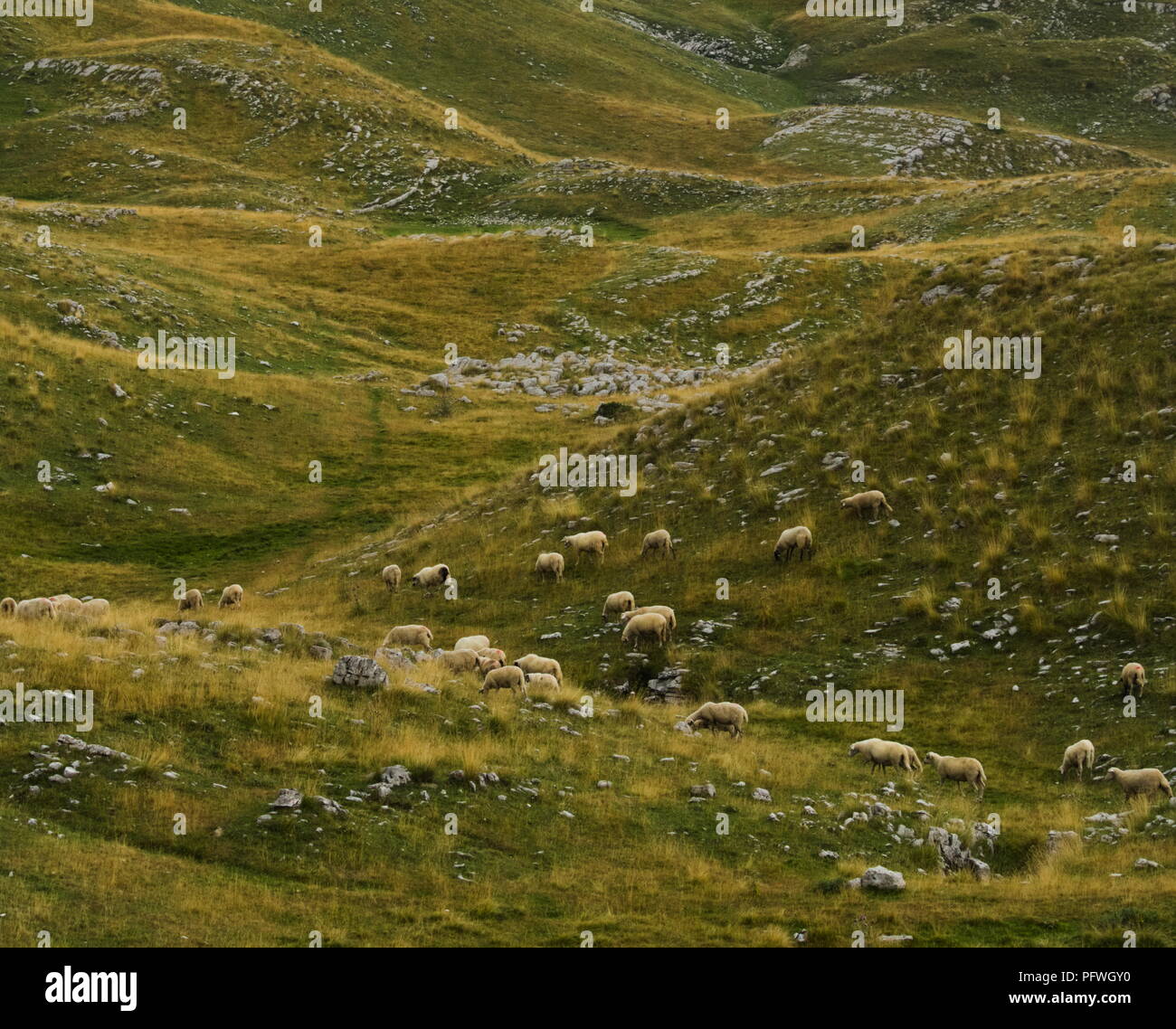 Pasturing sheep hi-res stock photography and images - Alamy