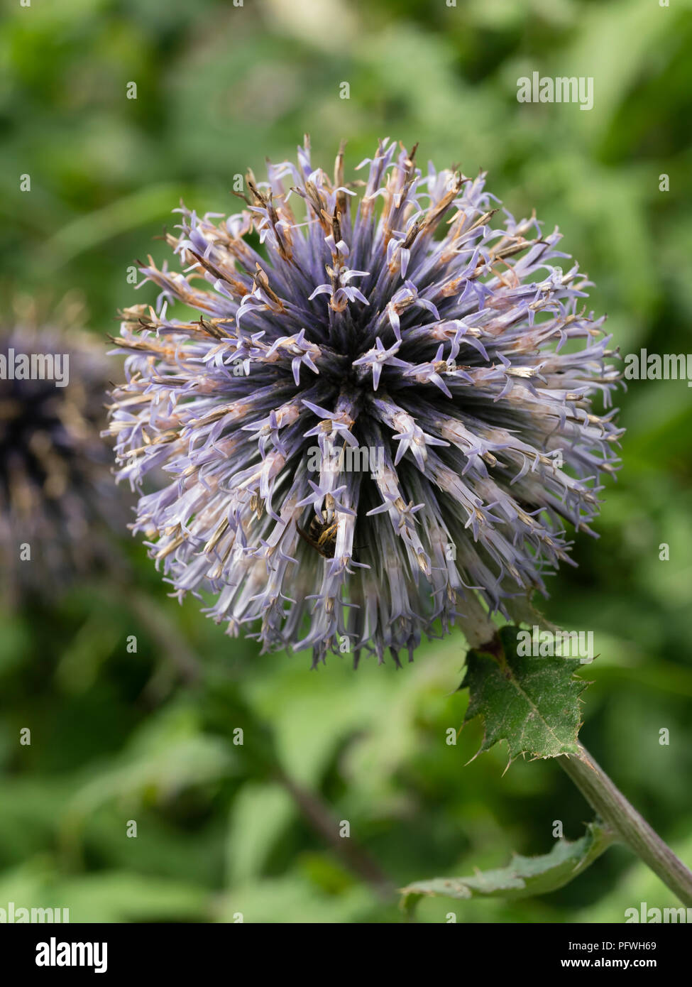 Plant blue thistle hi-res stock photography and images - Alamy