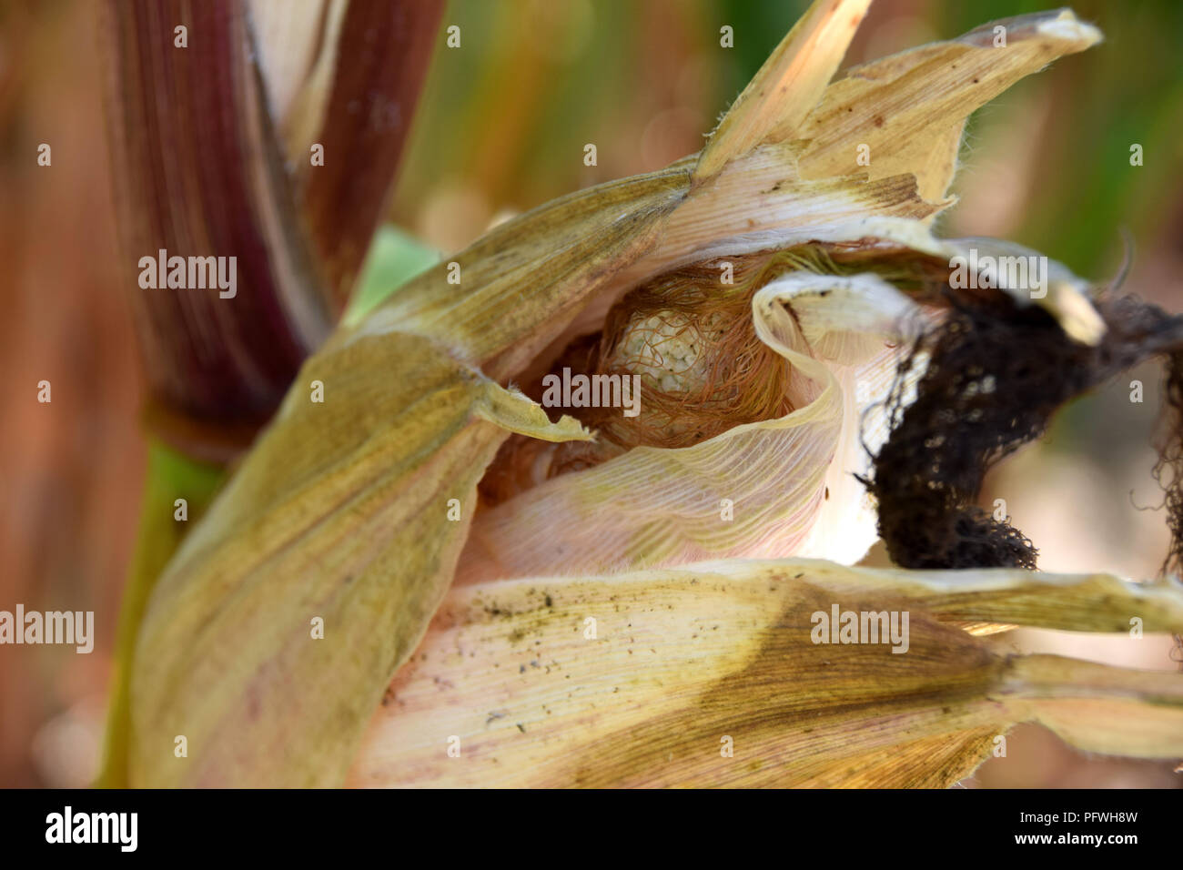 Diseased corn field hi-res stock photography and images - Alamy