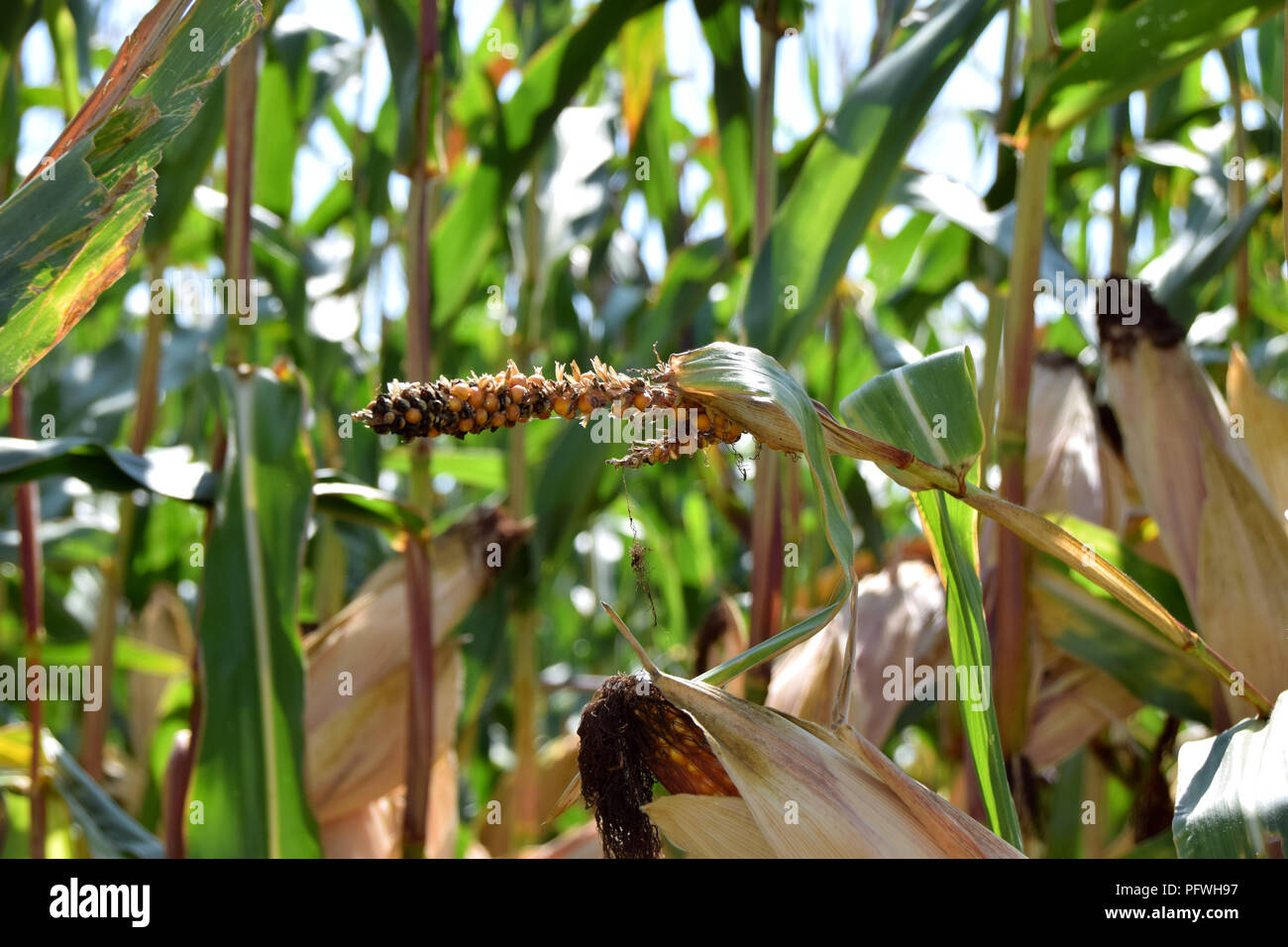 Maize Disease High Resolution Stock Photography and Images - Alamy