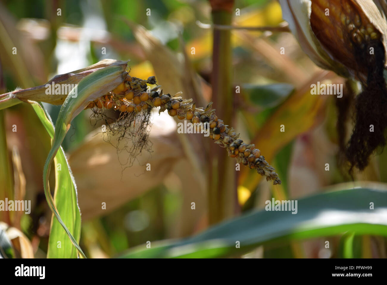 corn disease, diseased and deformed corn cob in late summer Stock Photo ...