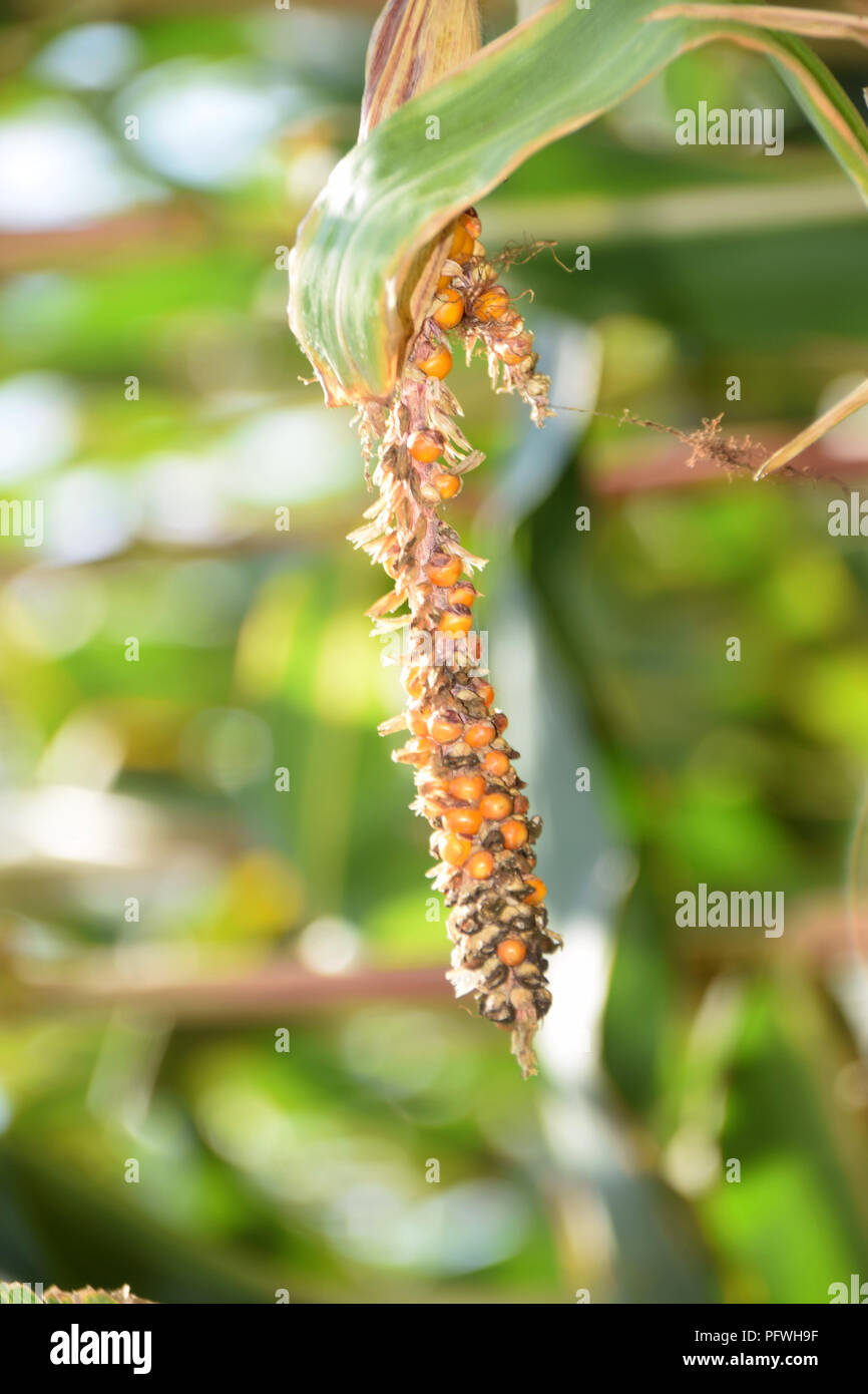 Diseased corn field hi-res stock photography and images - Alamy