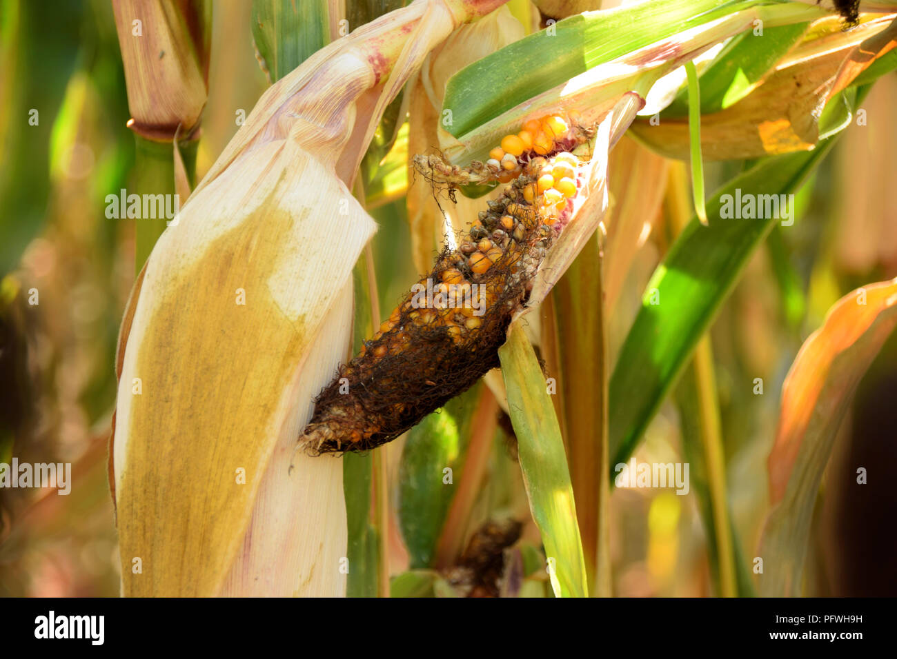 Maize cob rot hi-res stock photography and images - Alamy