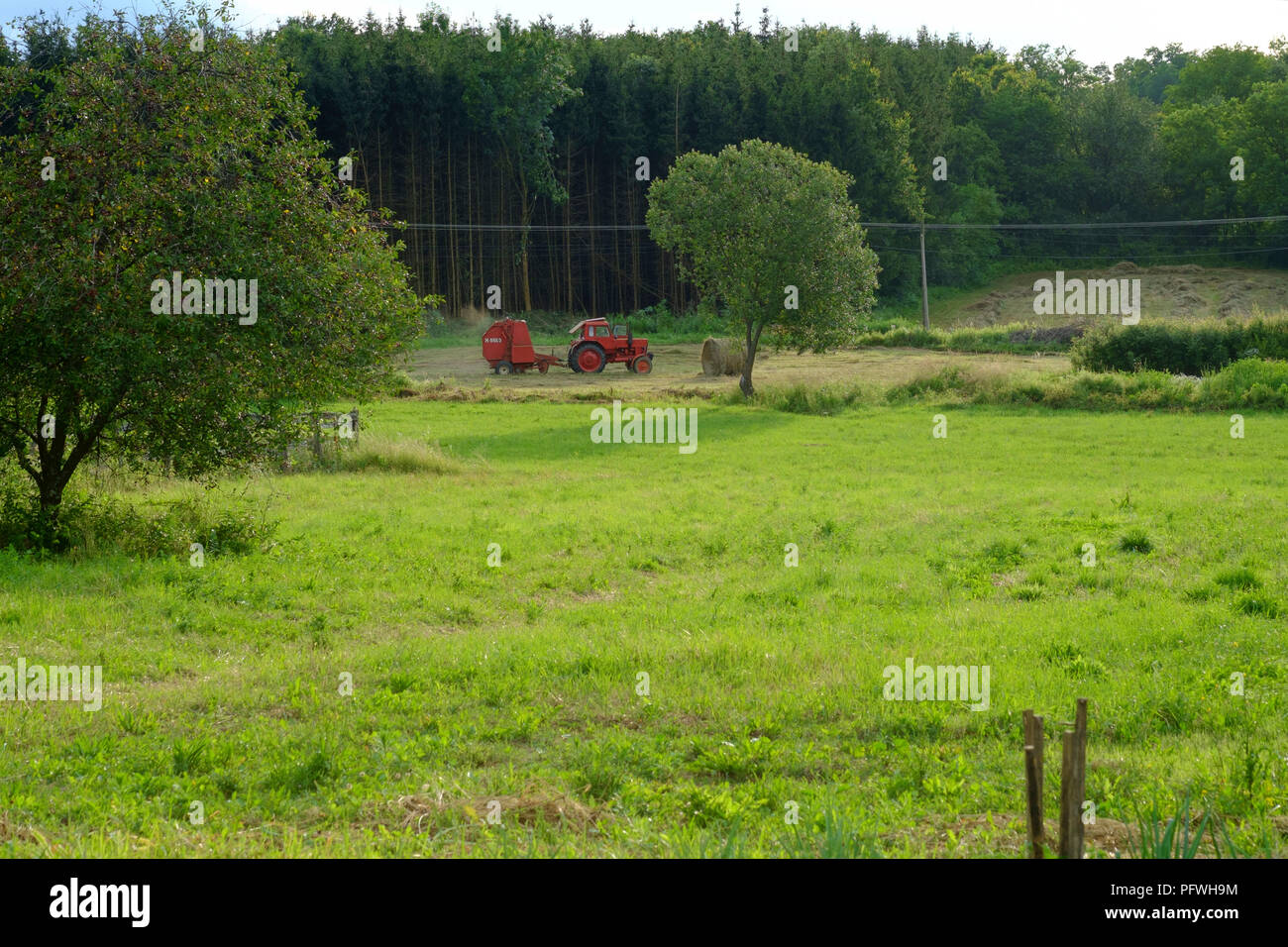 farmer using a red tractor to work in green field in a rural area of ...
