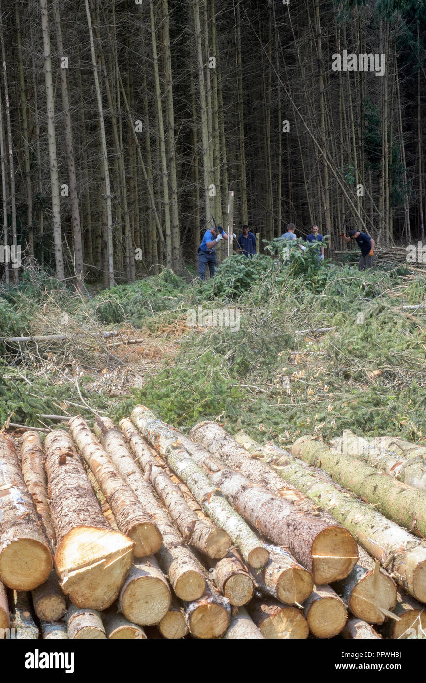 Logger cutting fir hi-res stock photography and images - Alamy