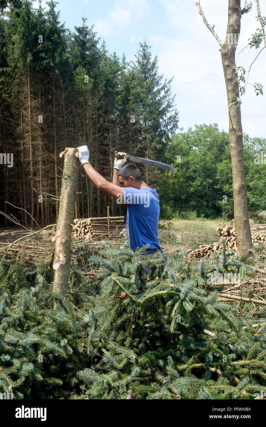 man cutting down and clearing wood of spruce trees zala county hungary ...