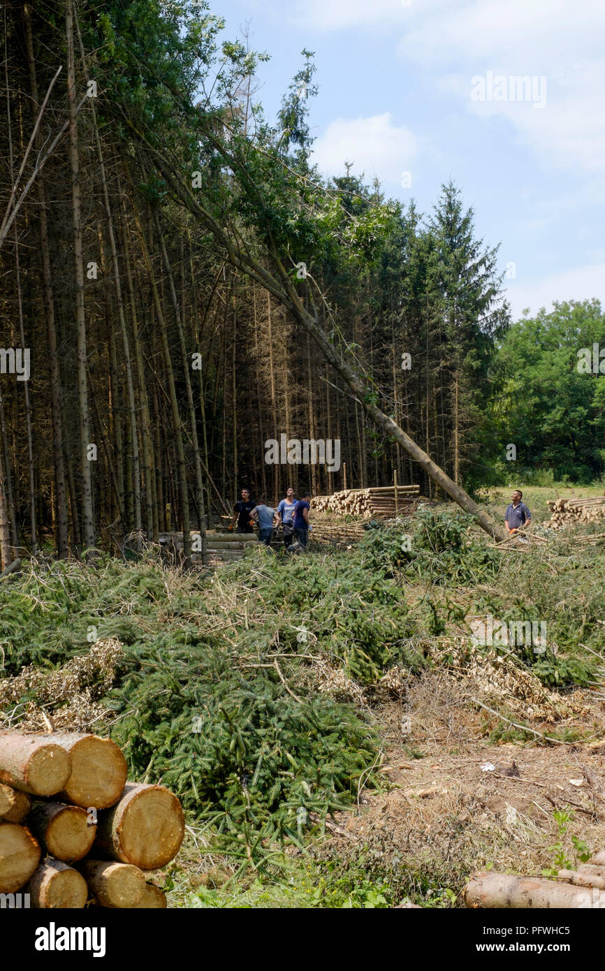 men cutting down and clearing wood of spruce trees zala county hungary ...