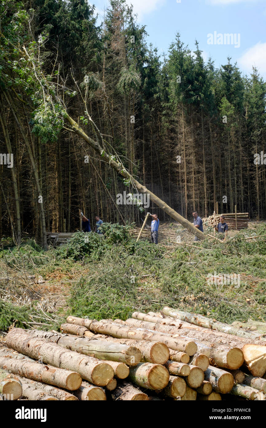 Lumberjacks chopping down tree hi-res stock photography and images - Alamy