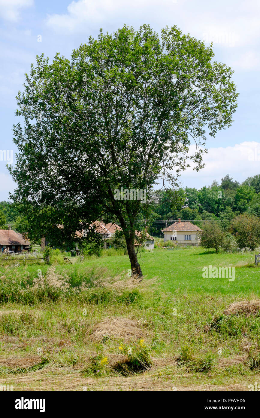 typical small rural hamlet in the countryside of zala county hungary ...