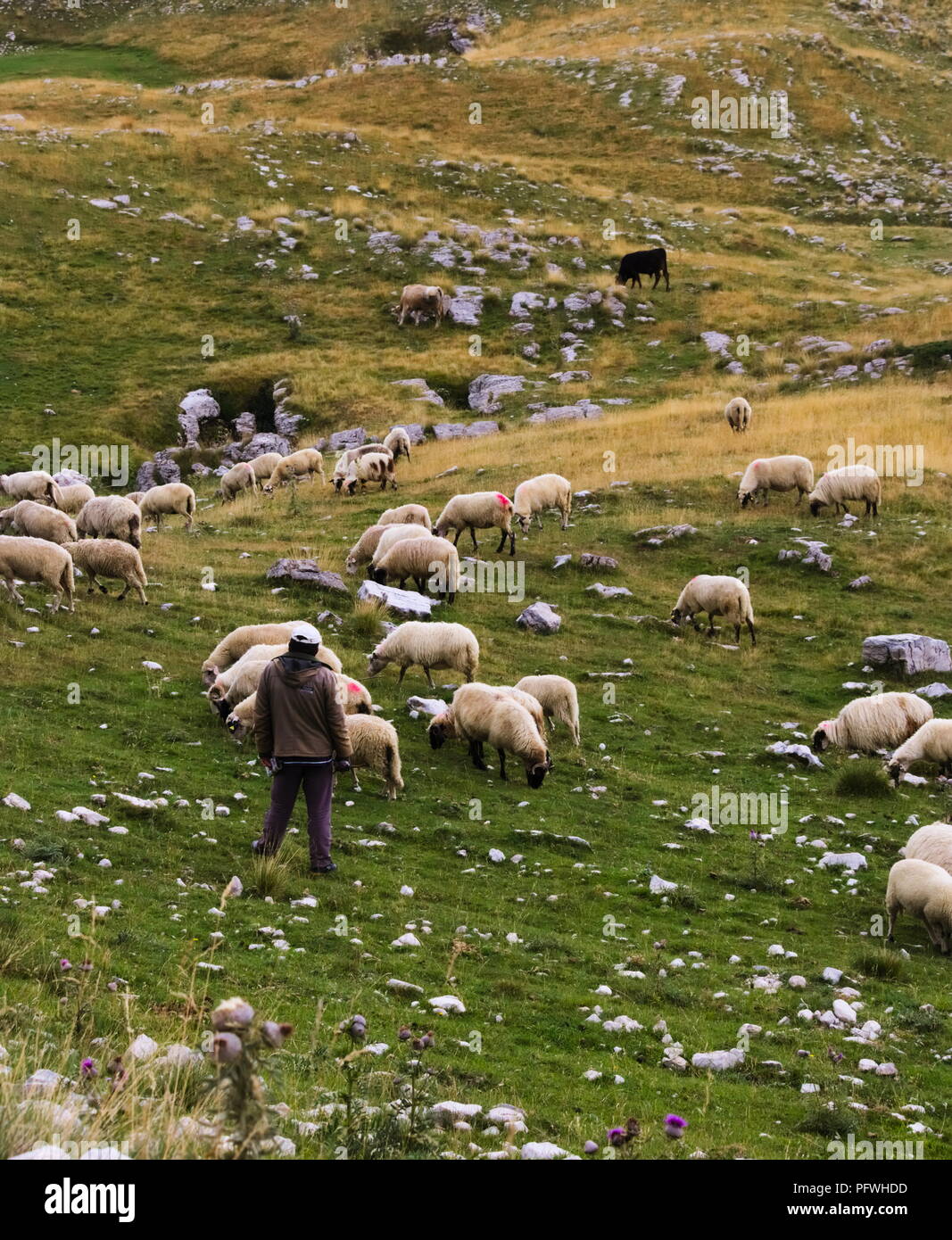 A shepherd shepherds sheep on an alpine rocky meadow Stock Photo - Alamy