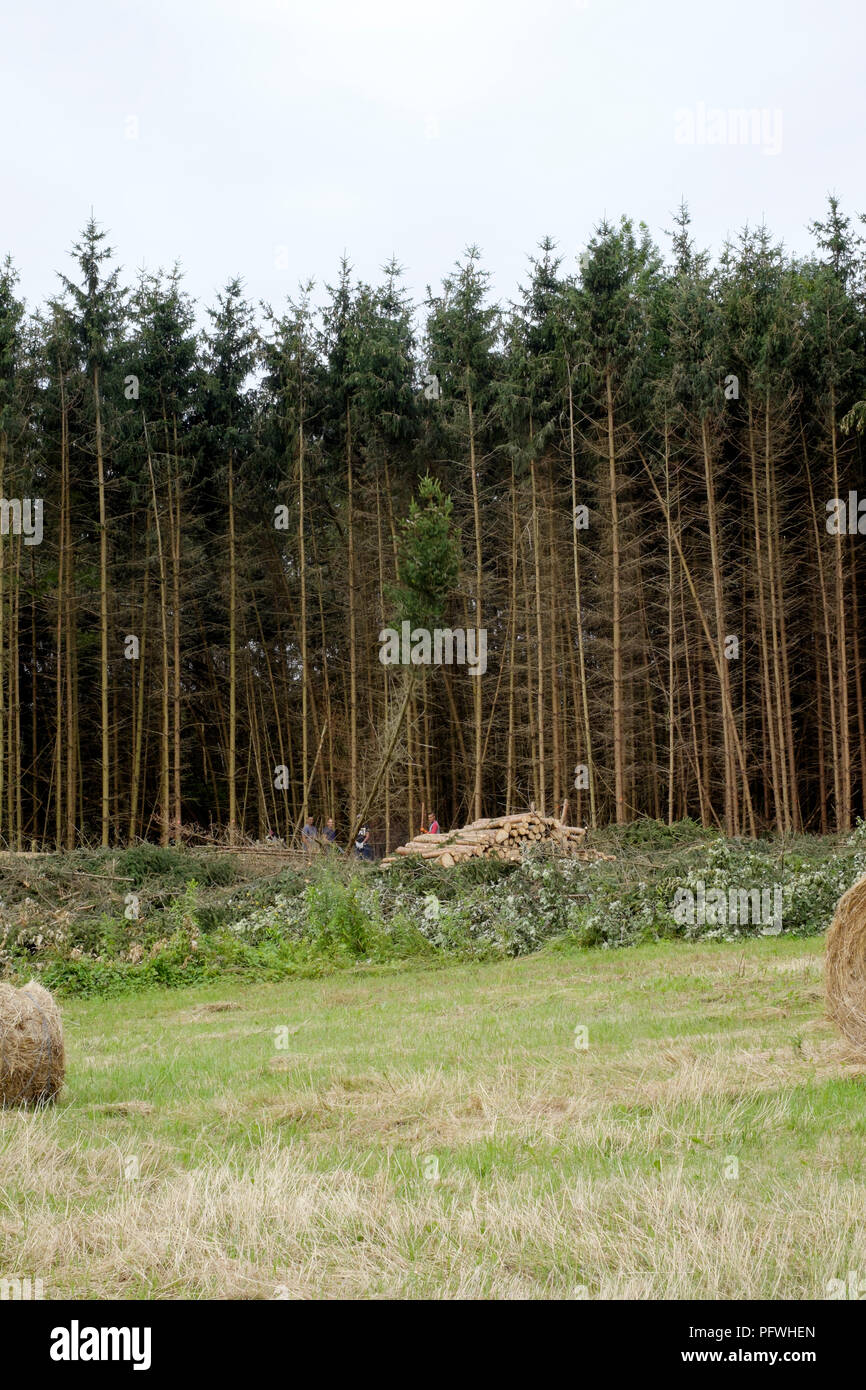 Cutting down trees for their wood hi-res stock photography and images ...