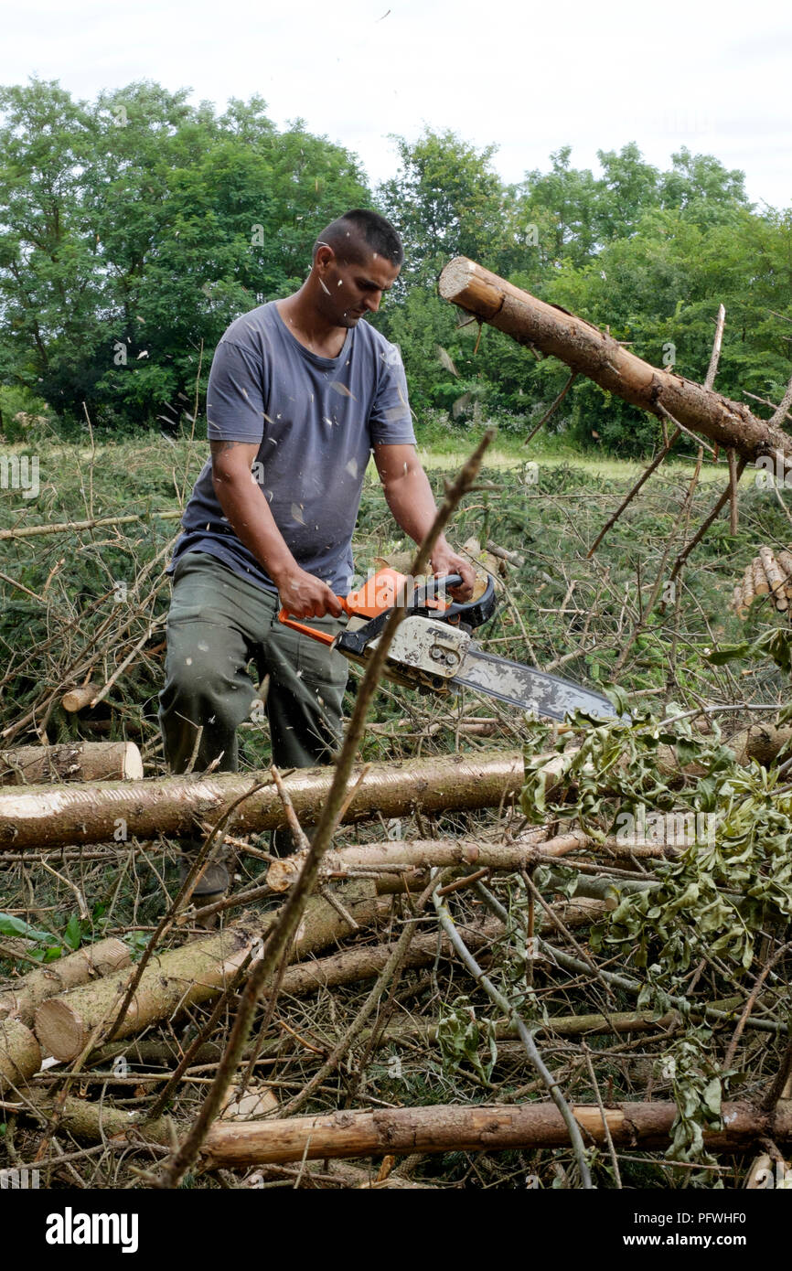 Cutting down trees for their wood hi-res stock photography and images ...