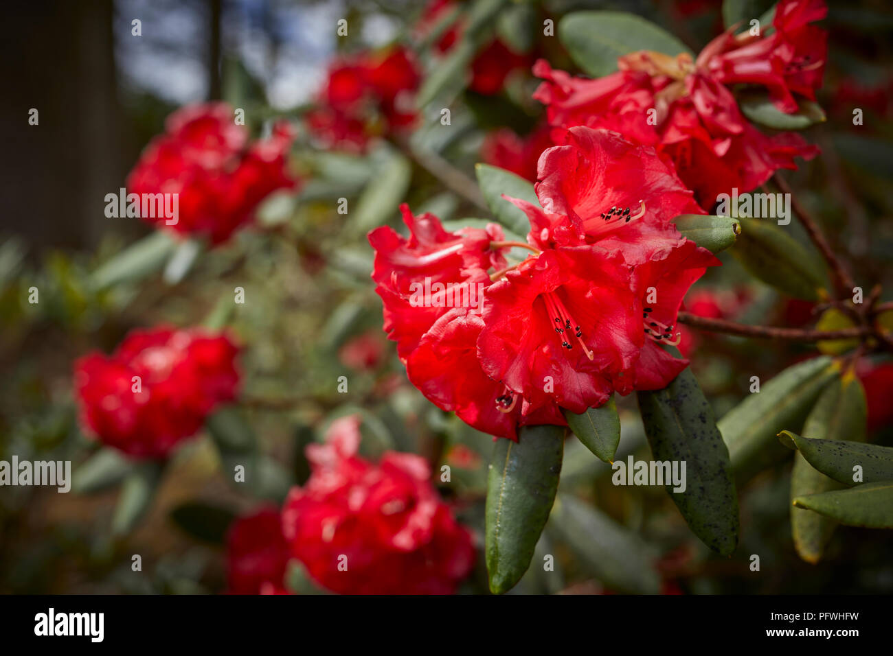 Deep red rhododendron bloom at Benmore Botanical Gardens. Dunoon Stock ...