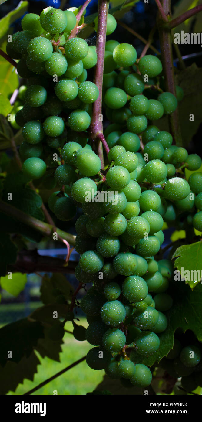 Moisture droplets on grapes that are ripening on the vine Stock Photo ...