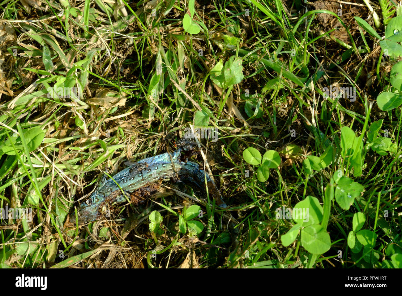 Green grass lizard hi-res stock photography and images - Alamy