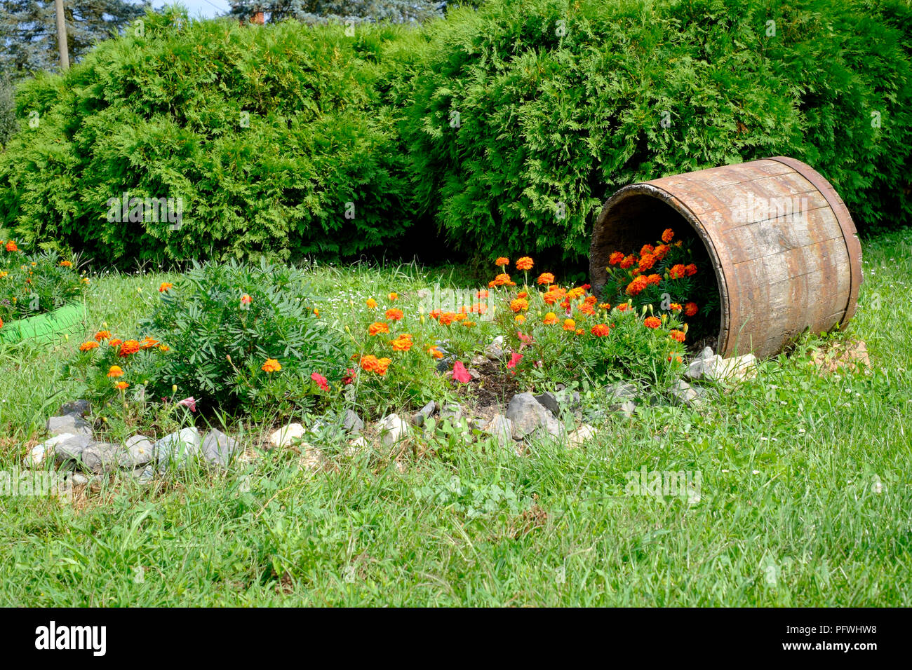 Wood barrel garden hi-res stock photography and images - Alamy