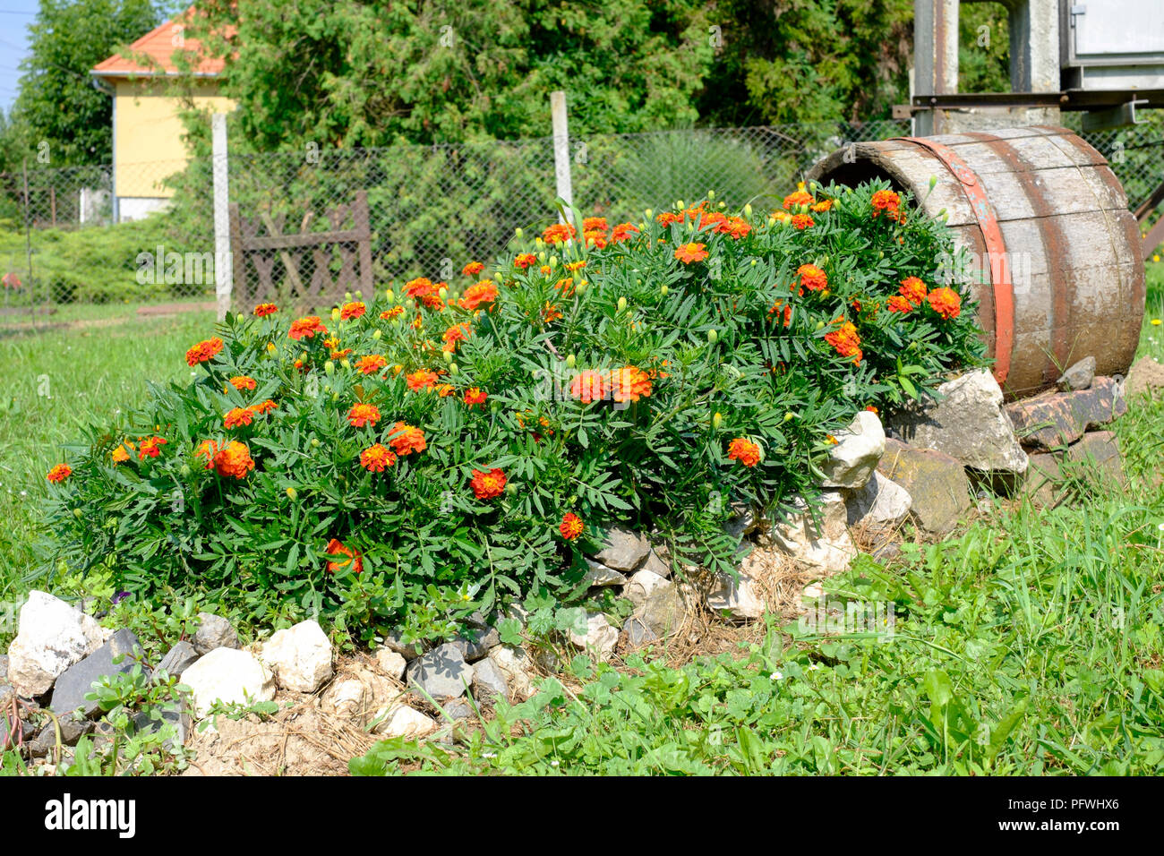 wooden barrel laying on its side with flowers cascading out of it into ...