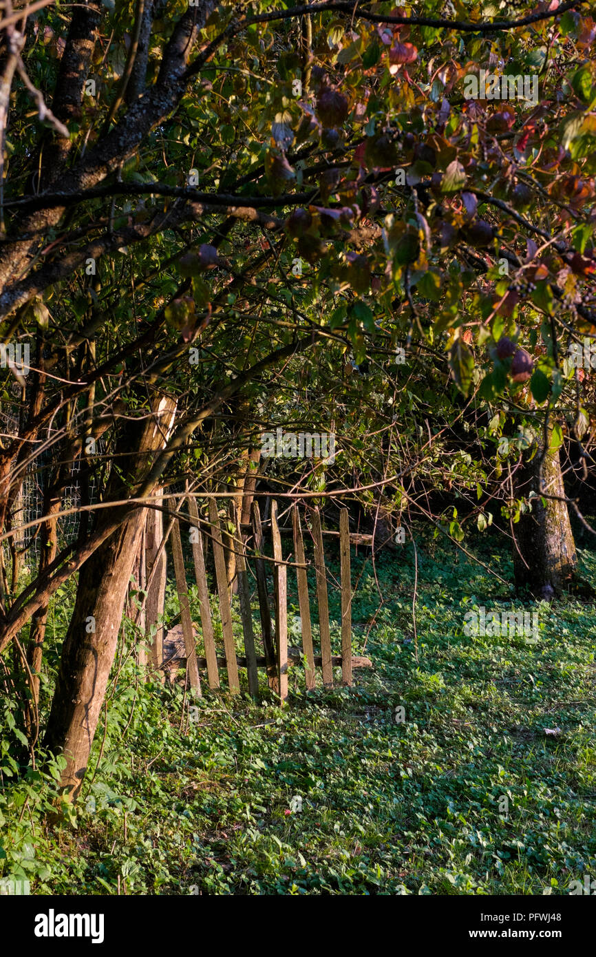 old and broken wooden gate in an overgrown garden leading to woods zala ...