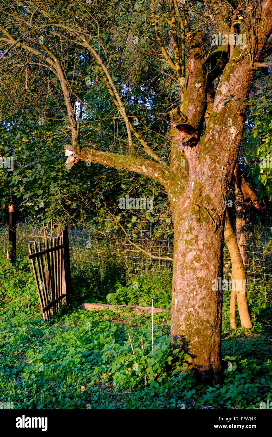old and broken wooden gate in an overgrown garden leading to woods zala ...