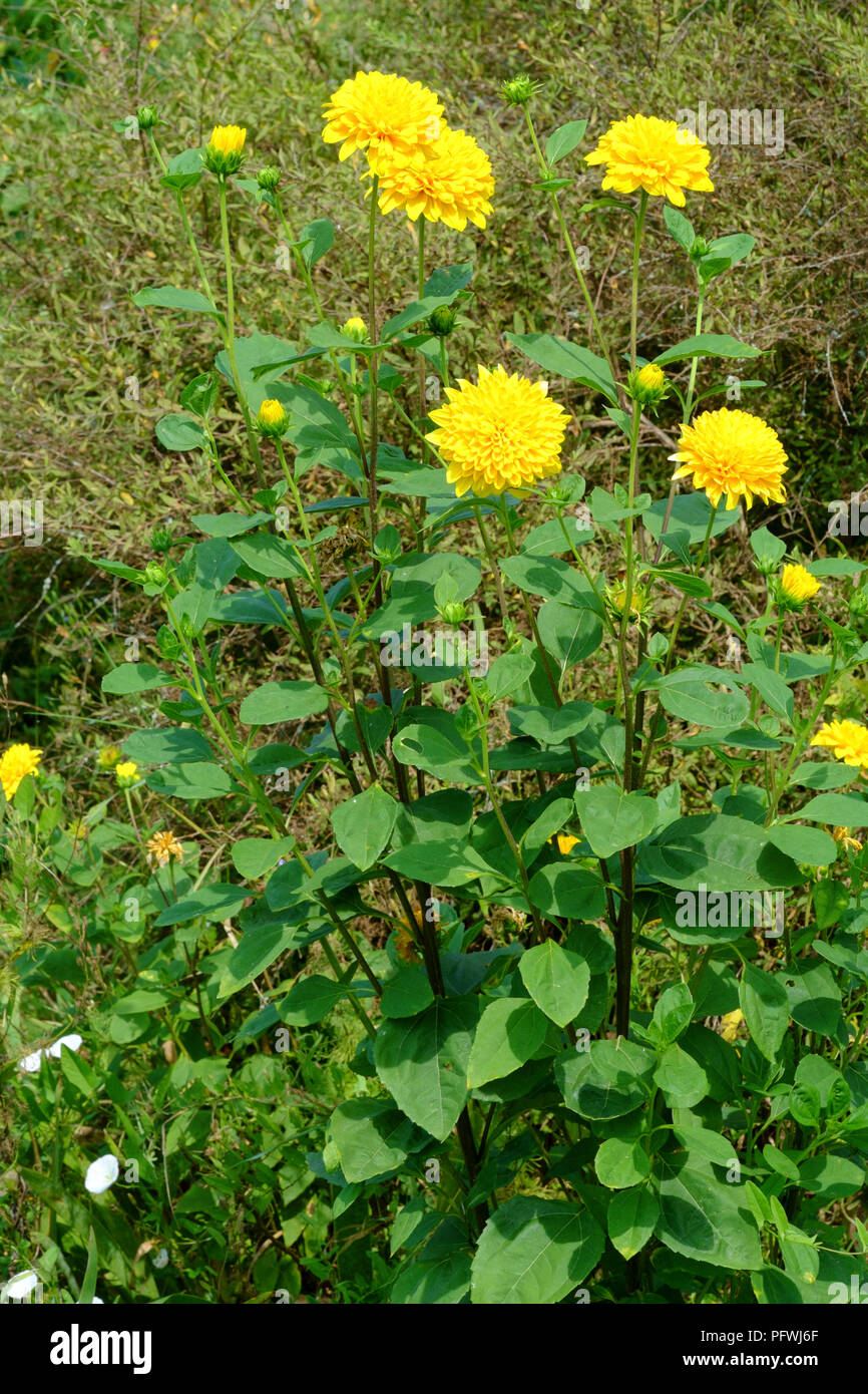 yellow Helianthus multiflorus flowers bloom on a bush in a garden in ...