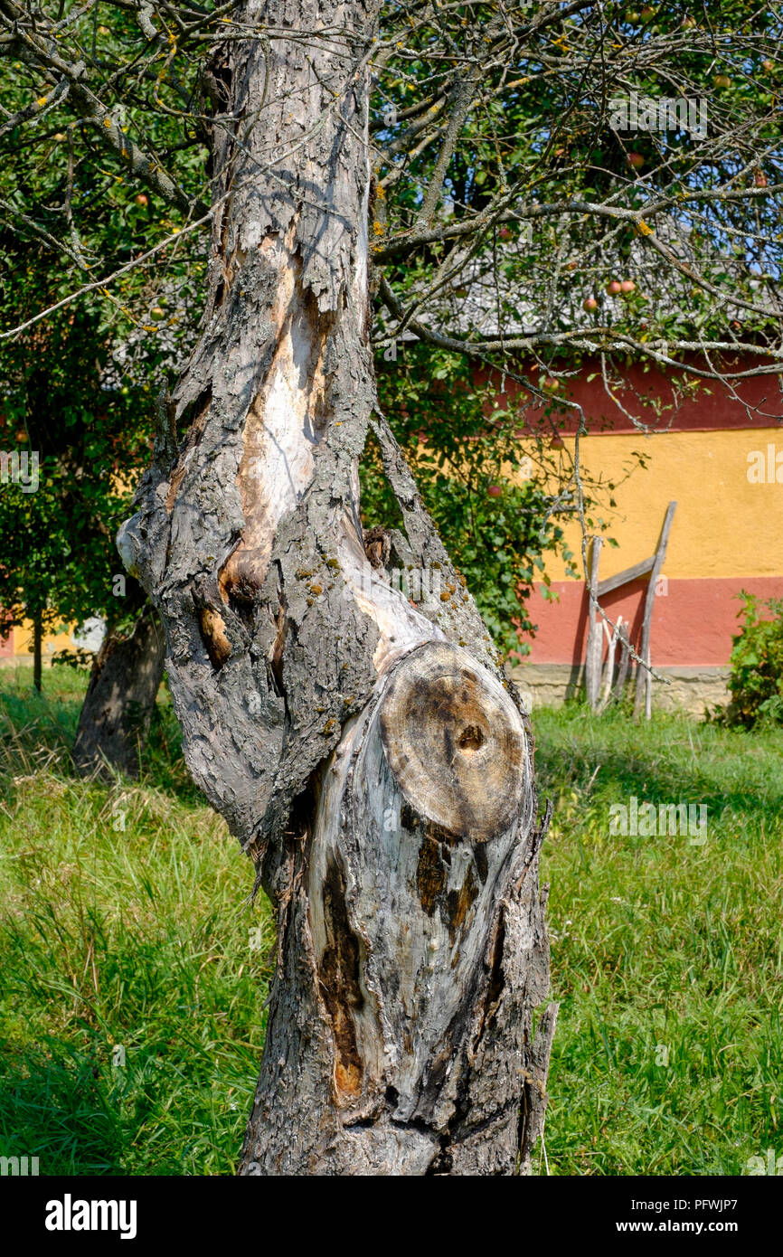 Empty trunk hi-res stock photography and images - Alamy
