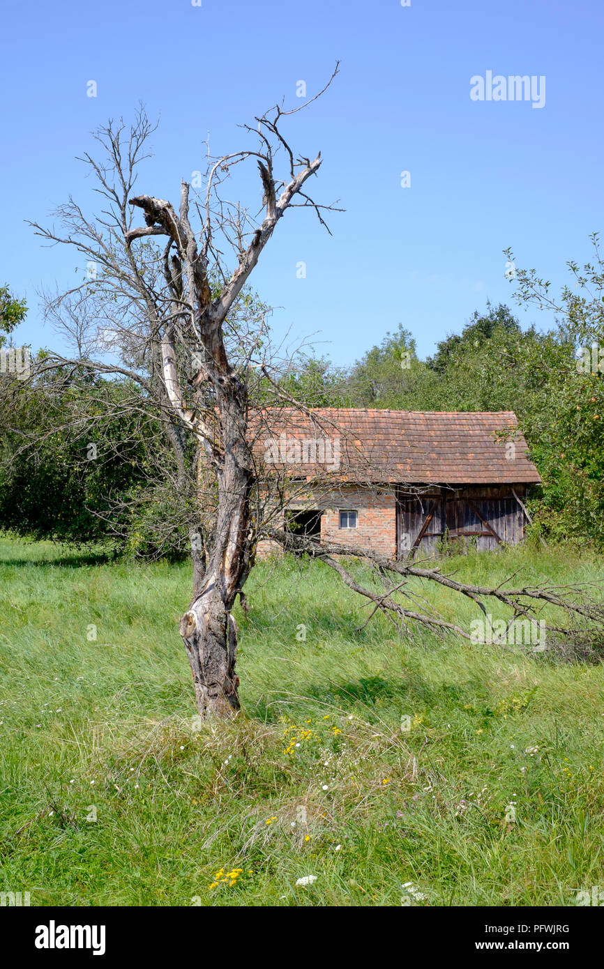 Old barn overgrown trees in hi-res stock photography and images - Alamy