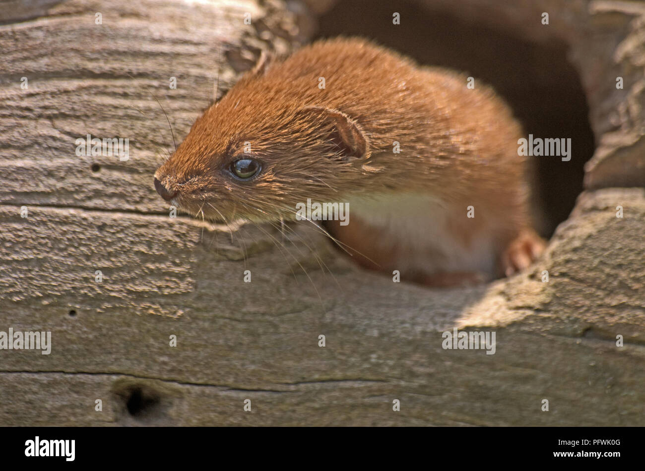 WEASEL Mustela Nivalis Captive in Log Hole Stock Photo - Alamy