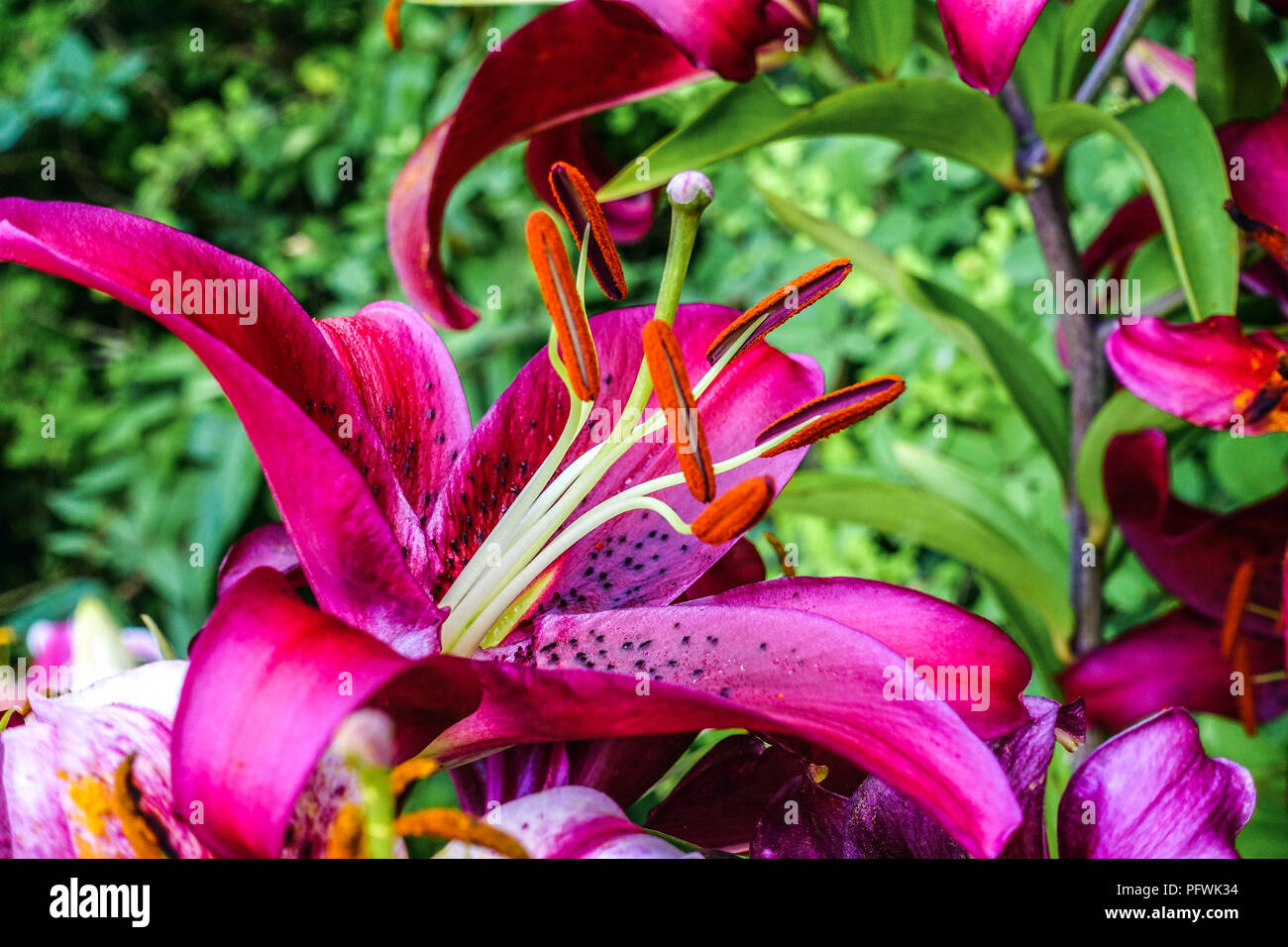 Oriental lily, Lilium " Montezuma ", Oriental lilies, Lilium oriental ...