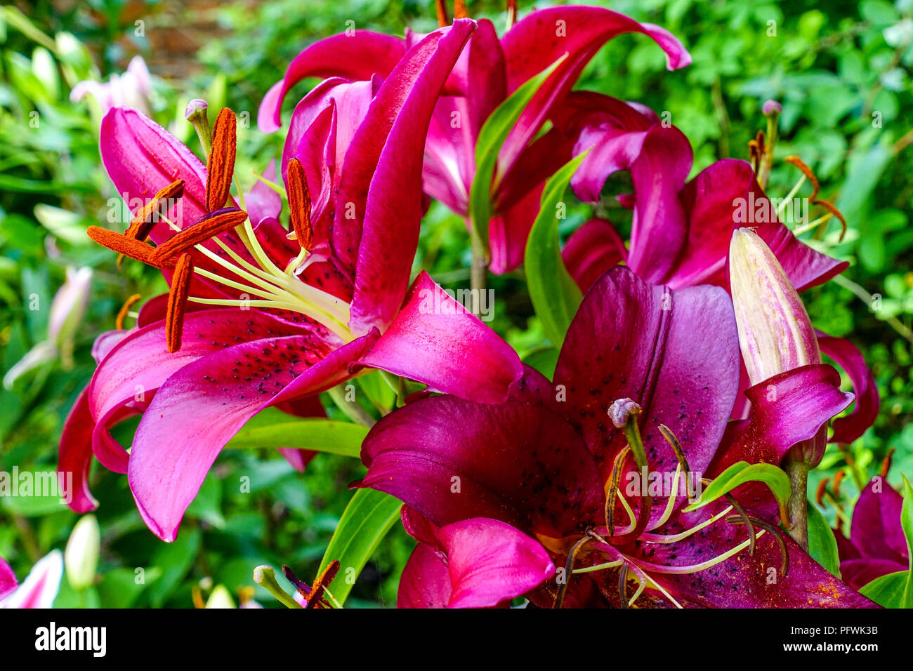 Lilium lily oriental lily hi-res stock photography and images - Alamy