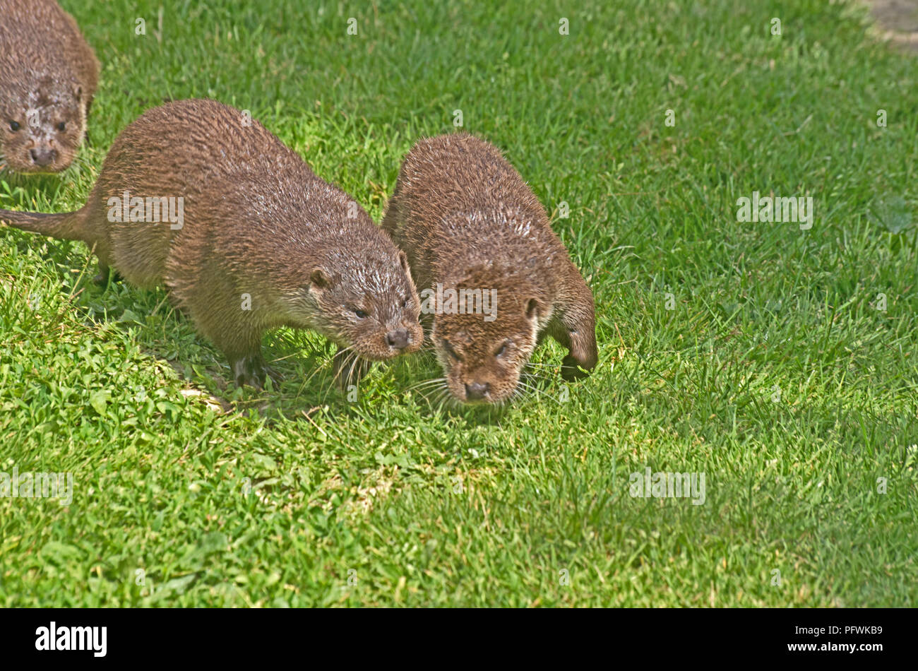 Otter british lutra lake european britain uk united kingdom surr hi-res ...