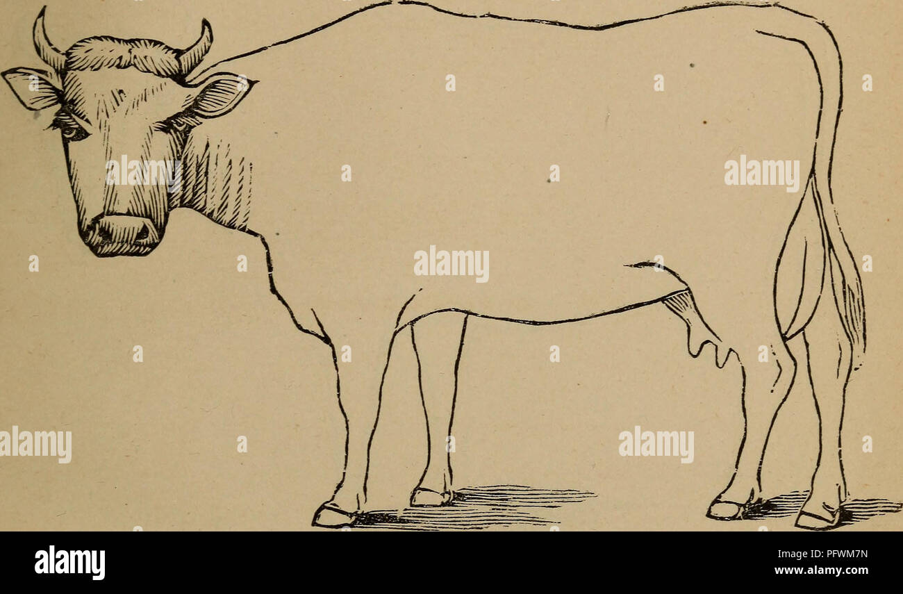 This device, designed by Thomas Cunningham, assists stockmen and ...